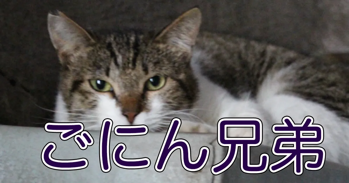 ネコ写真4コマショートコント/タイトル：「ごにん兄弟」 | アニマルコント